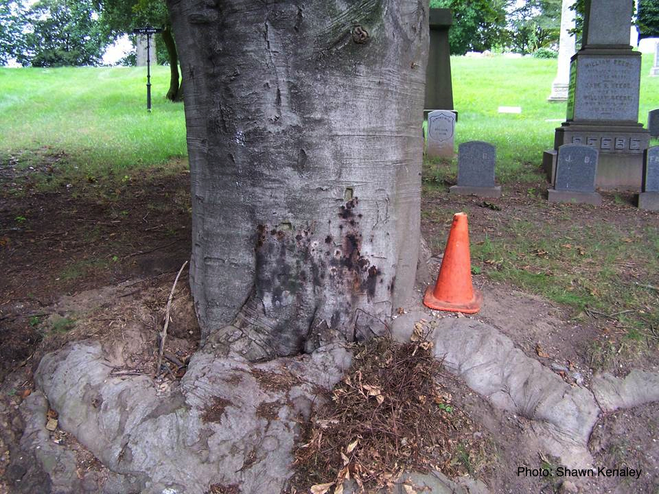 Fagus | Forest Phytophthoras of the World