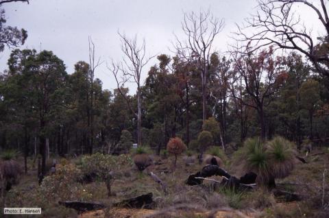 P. cinnamomi on Jarrah | Forest Phytophthoras of the World